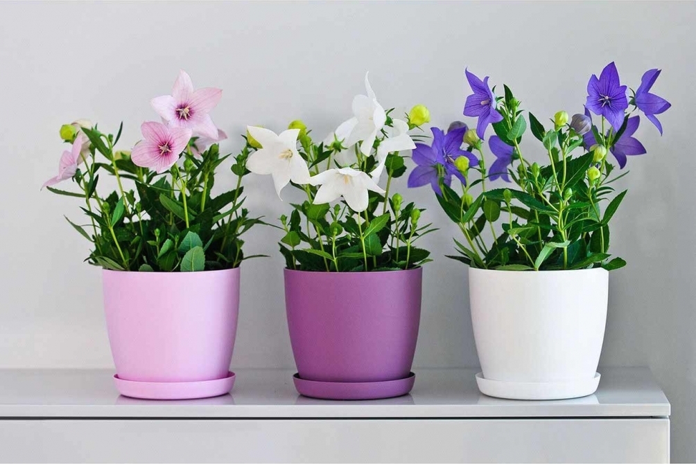 Primavara in ghivece colorate - Mezoni